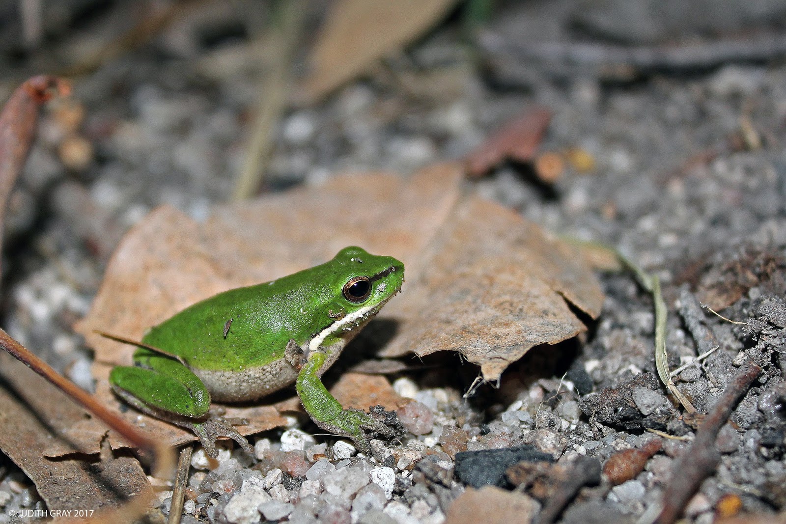 Sedgefrogs of Cullendore NSW