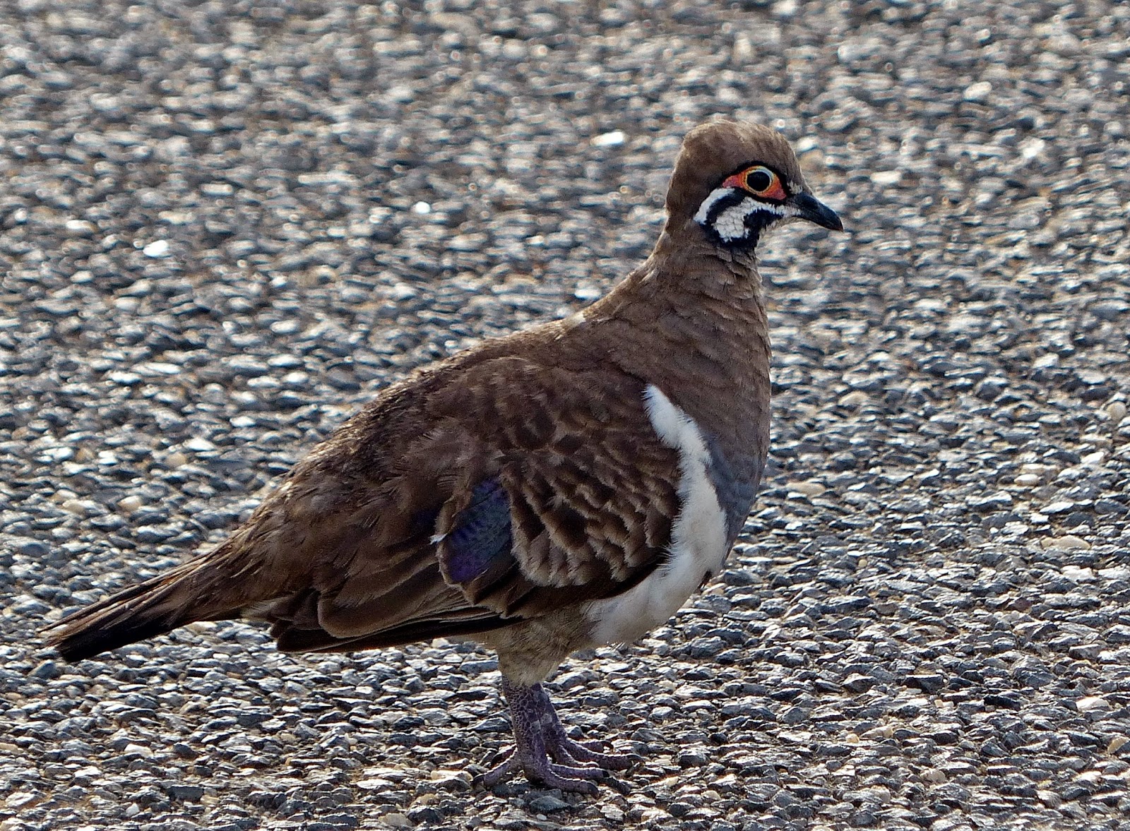 A.W.Birder: Always on the lookout for fine birds...: North Queensland ...