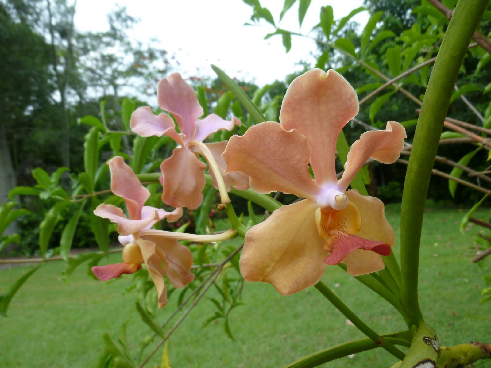 Chapter 2: St Croix: Mango Melee 2011