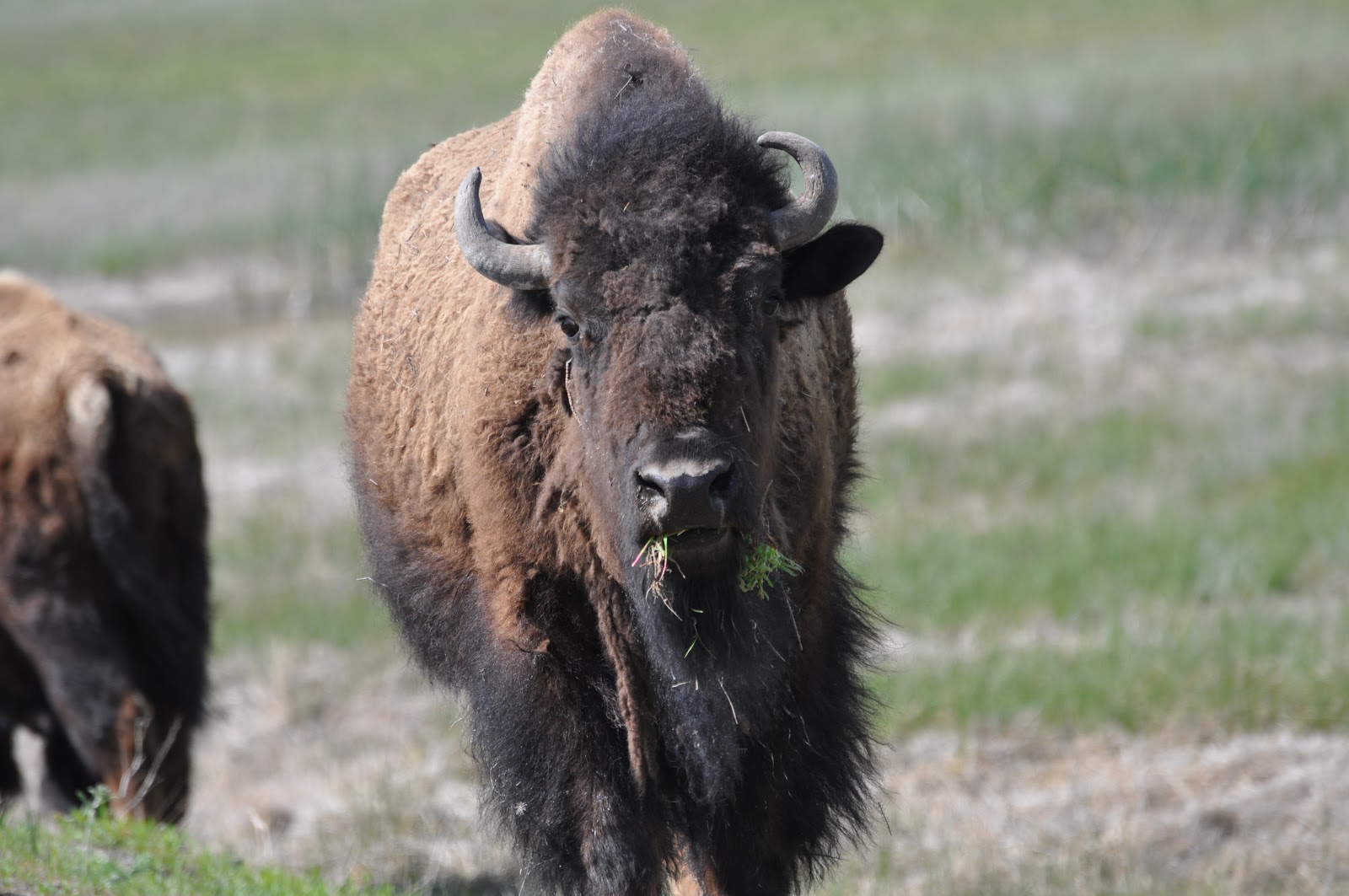 Saiki-delic: Tatanka