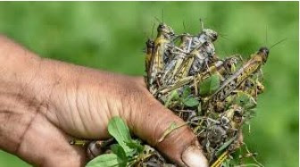 What are LOCUSTS and its LIFE CYCLE ?? How do they ATTACK?