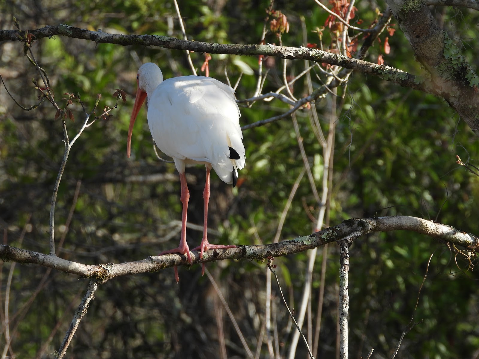 Bird & Travel Photos, Birding Sites, Bird Information: WHITE IBISES ...