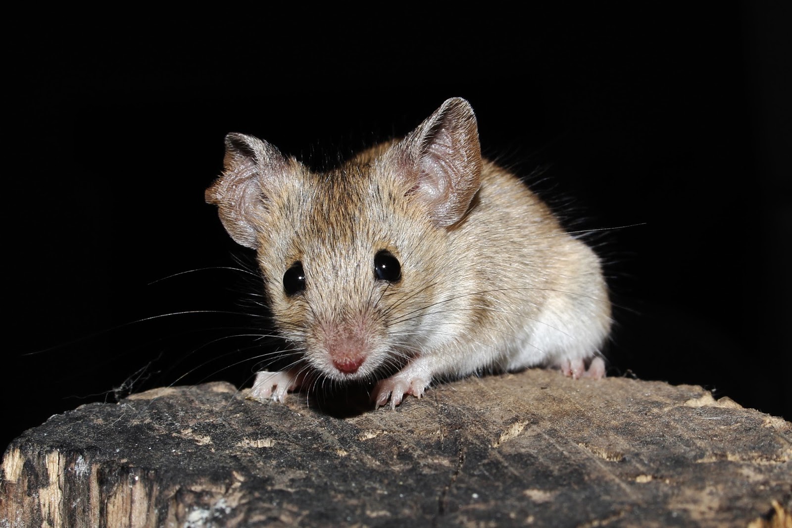 Biodiversity of Cyprus by NGO Protection of the Natural Heritage and ...