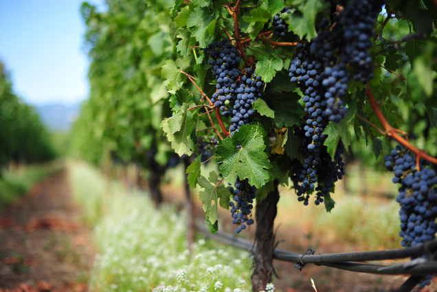 The Jesus Followers: August 2017