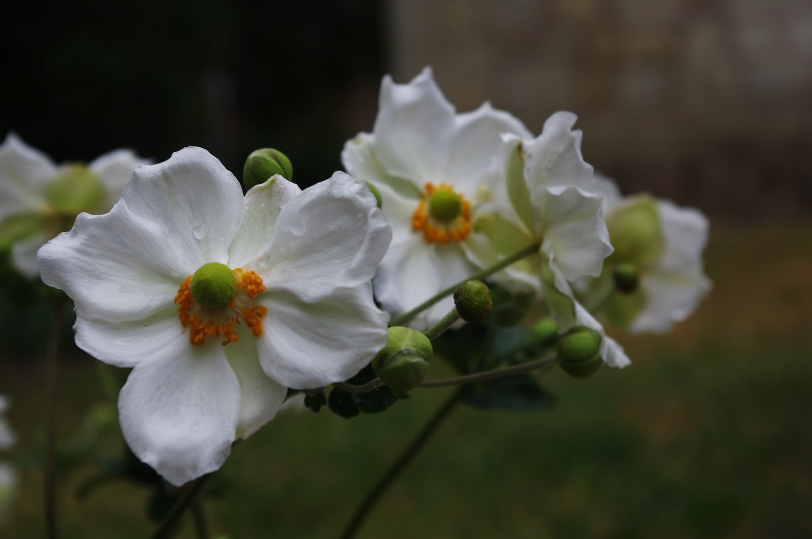 Le jardin des couronnes : Les anémones du Japon