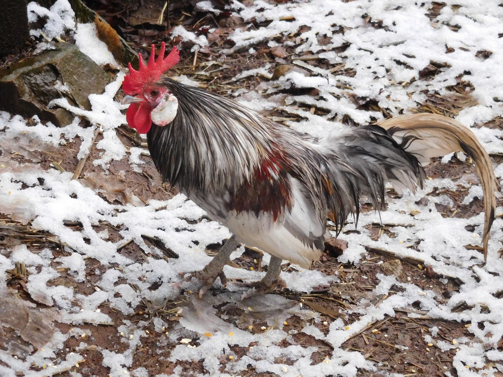 Chickens in the Snow - A Mountain Hearth