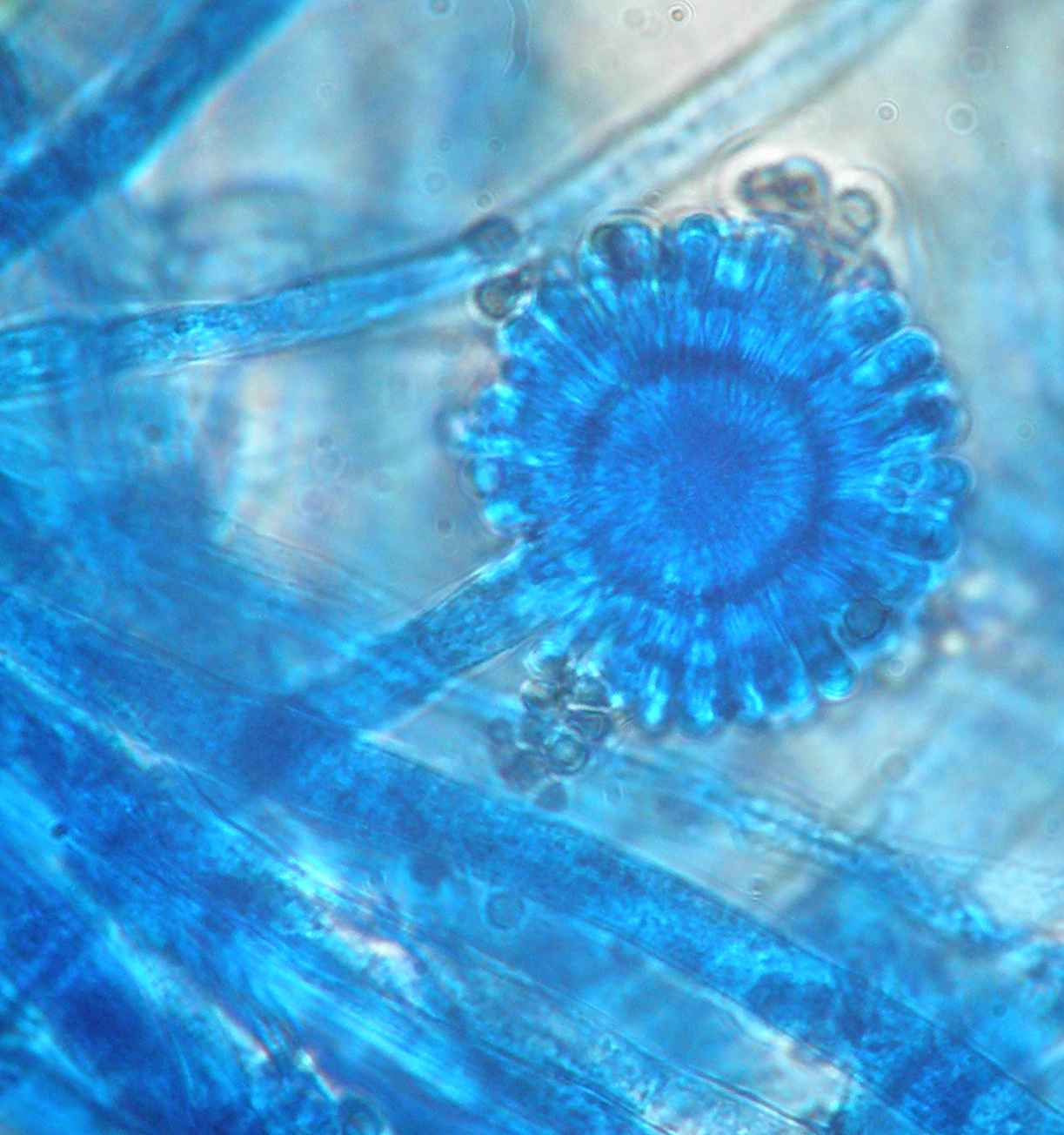 ATLAS MICOLOGIA: SYNCEPHALASTRUM RACEMOSUM