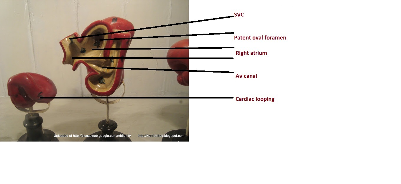 Embryology Models 2nd Year (labelled)