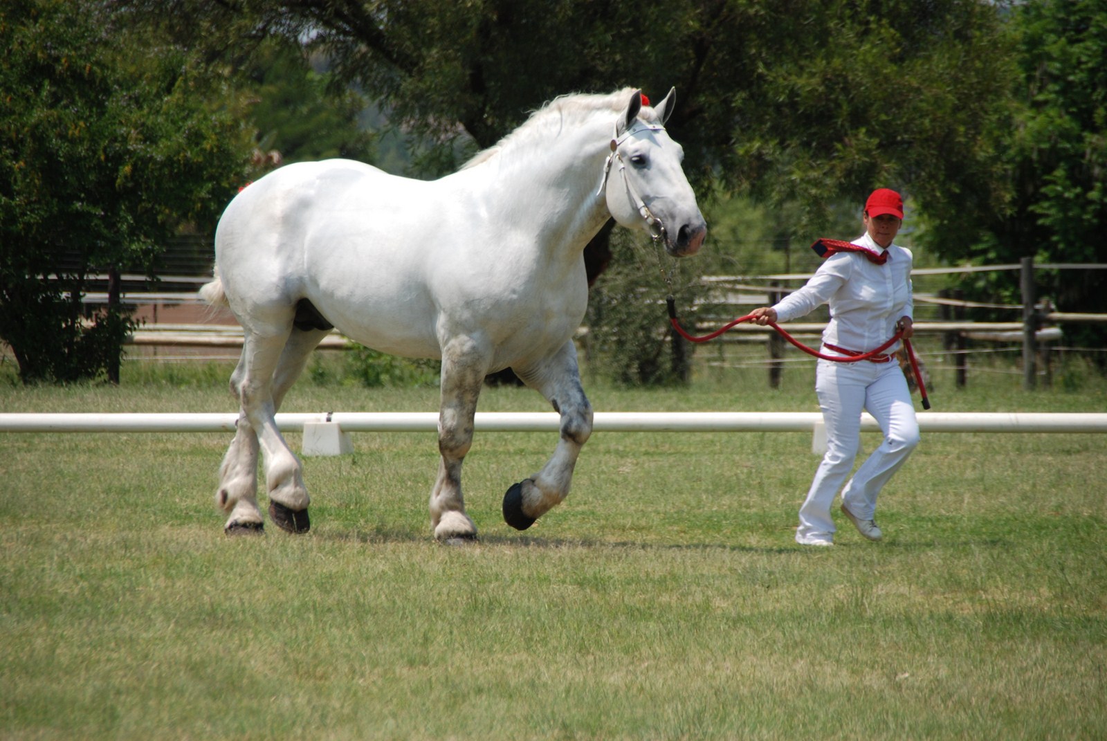 Summerwind Percheron: Champion Percheron Stallion ~ Horse Of The Year ...