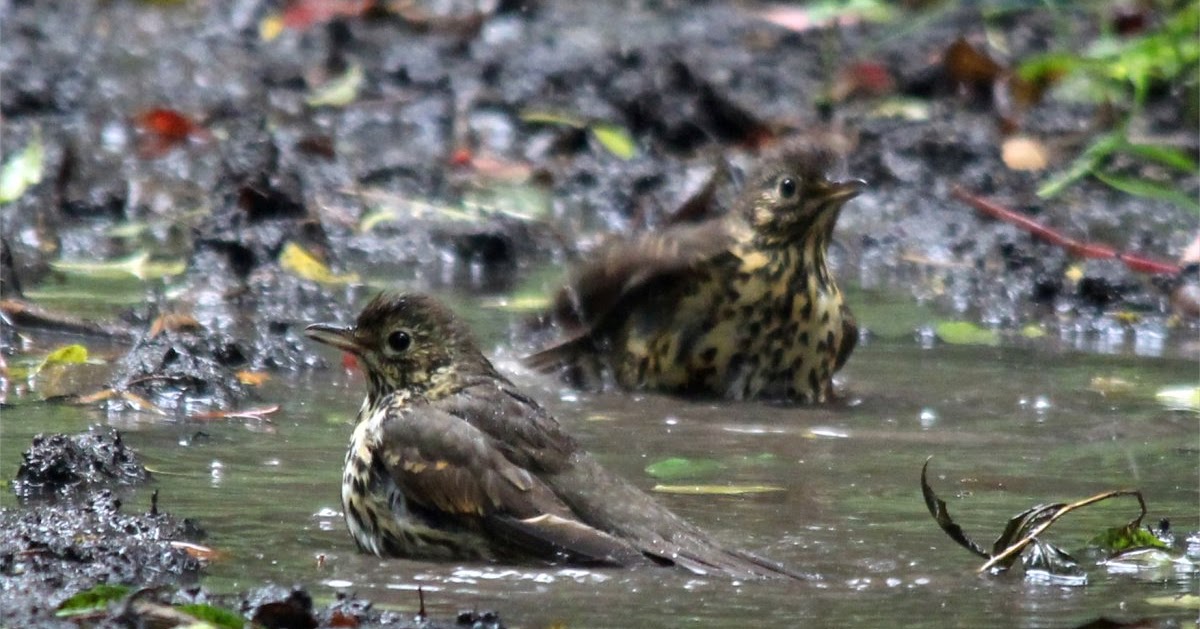 Bits of Birdwatching Stuff: Pennington Flash