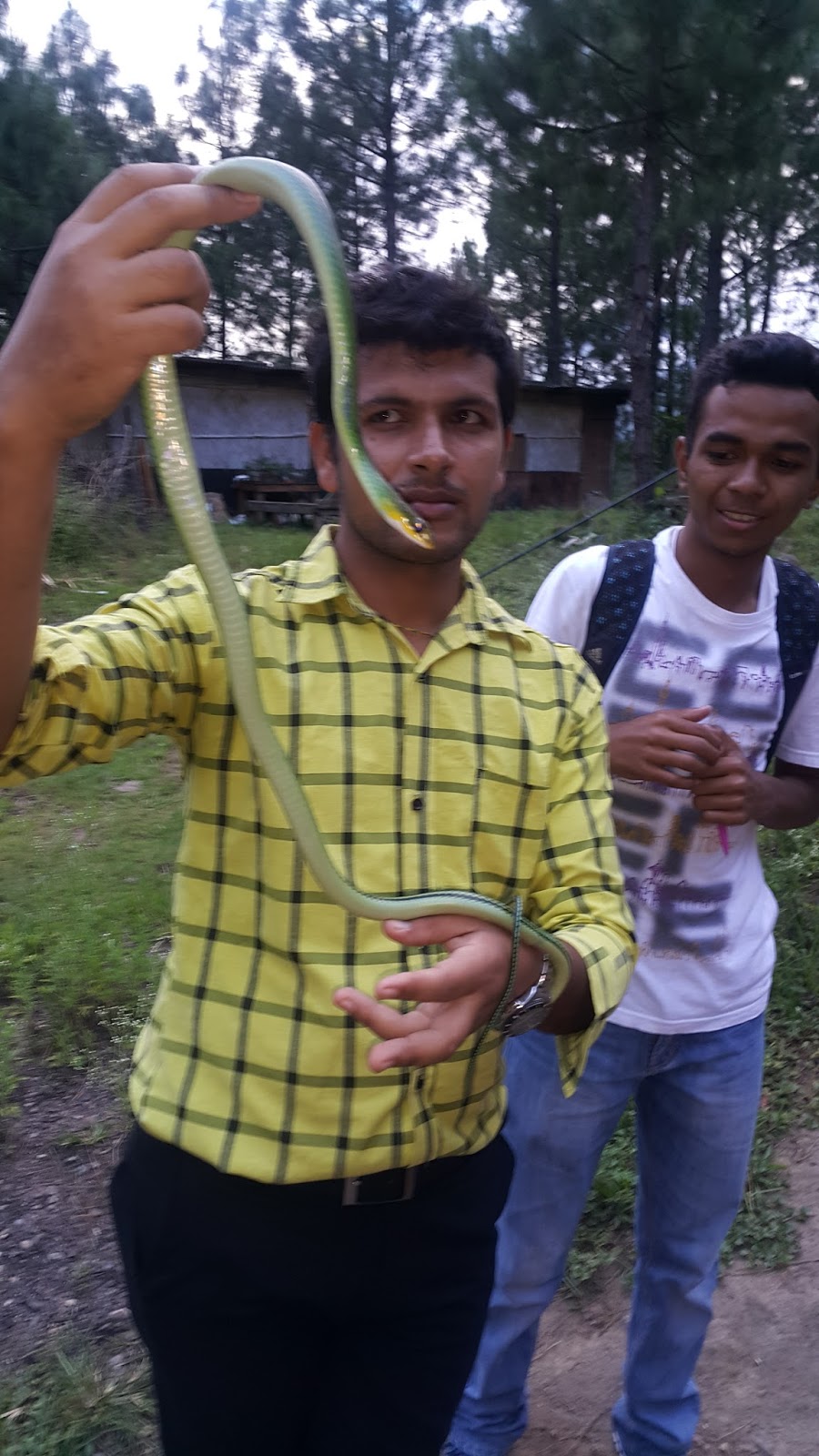 Snakes Of Bhutan