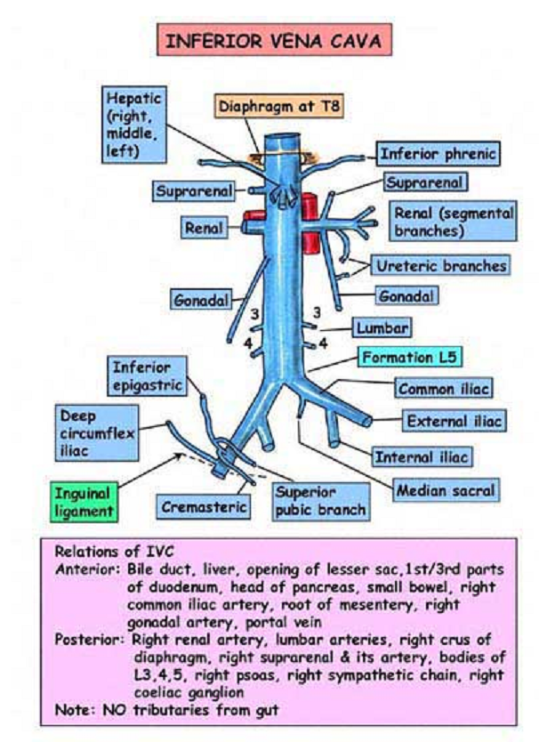 Seputar Dunia Radiologi: Vena Cavografi Inferior