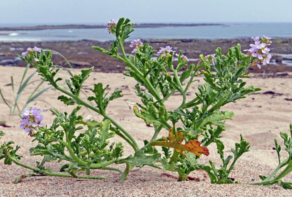 CABINET OF CURIOSITIES: Salty tales of Strand-line Plants
