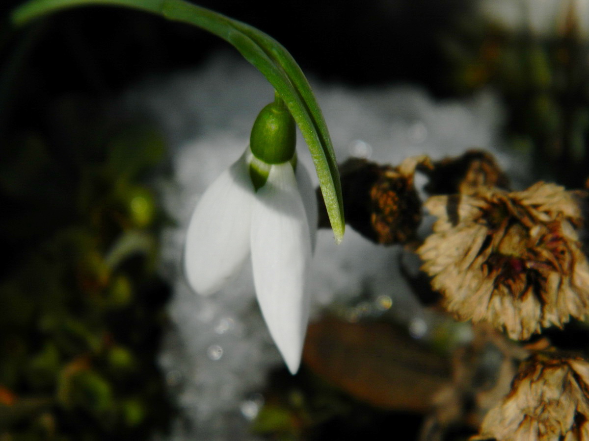 LA MULTI ANI, ROMANIA!: Ghiocei
