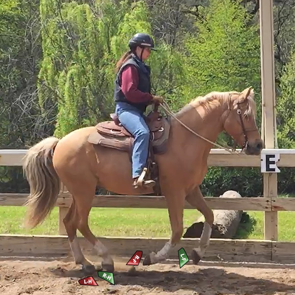 Cowboy Dressage: The Cowboy Dressage Gaits