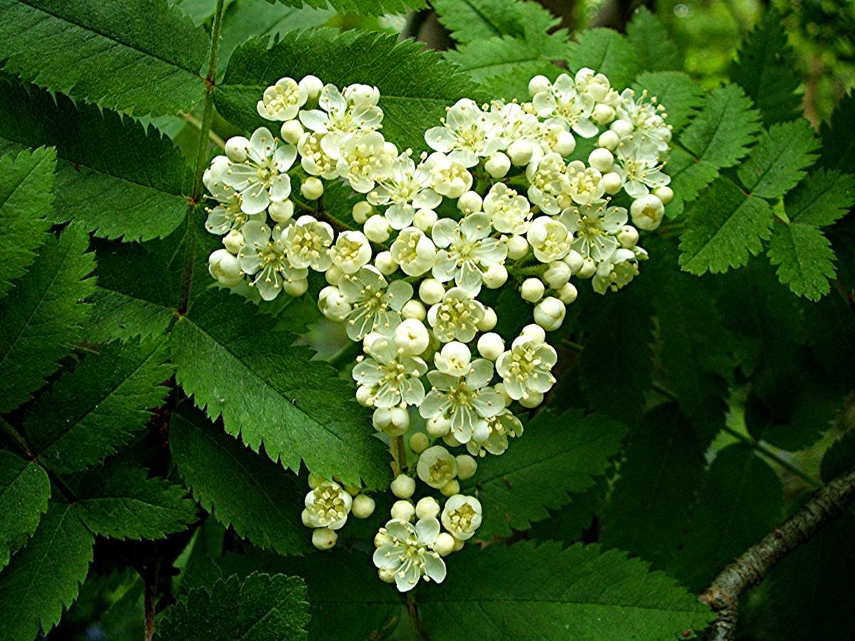 Trees Planet: Sorbus aucuparia - Rowan - (Mountain Ash)