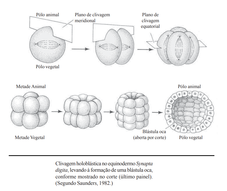 BIOLOGIA PARA A VIDA : EMBRIOLOGIA ANIMAL