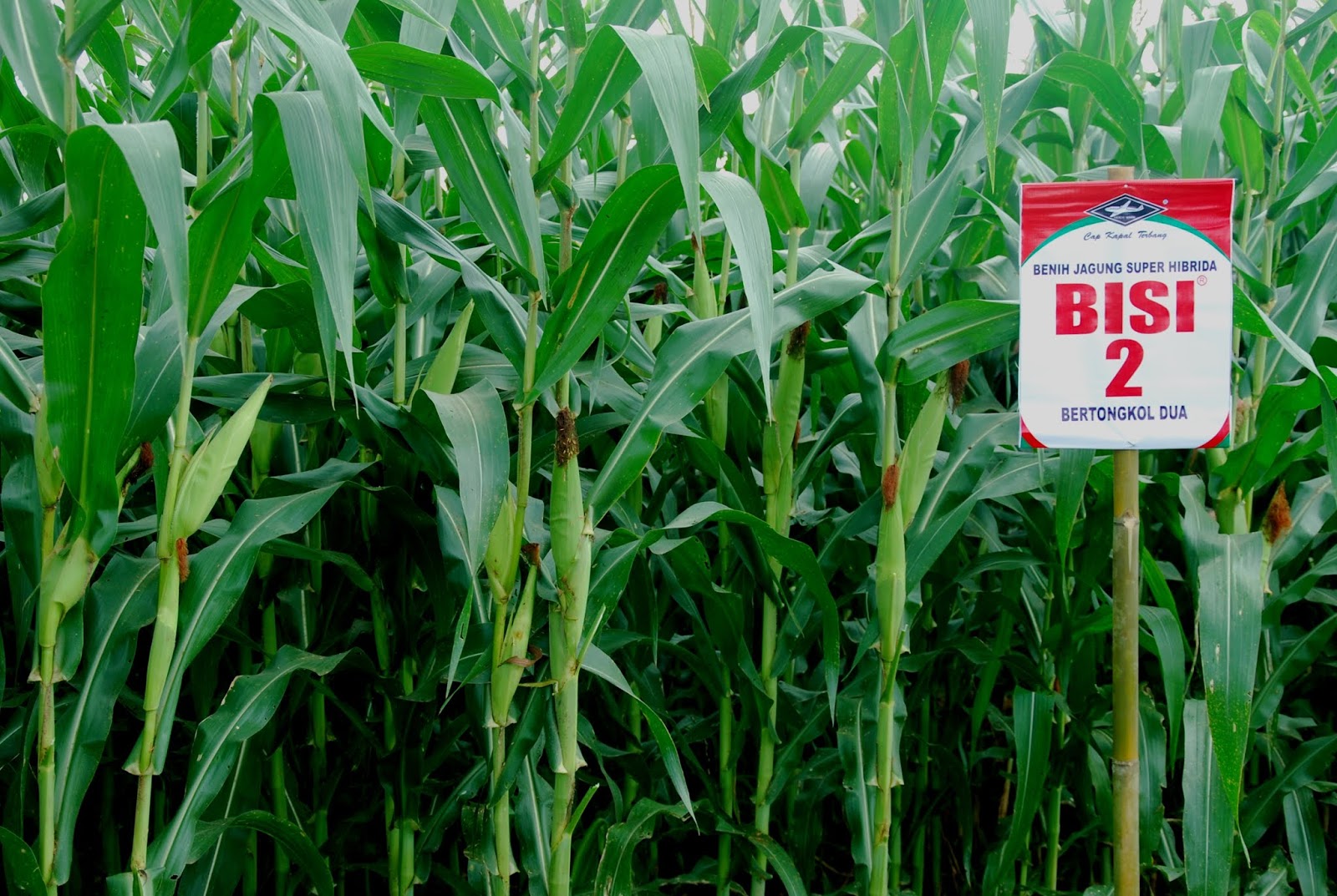 BISI 2 sesuai dengan namanya, yang selalu bertongkol dua ~ Petani ...