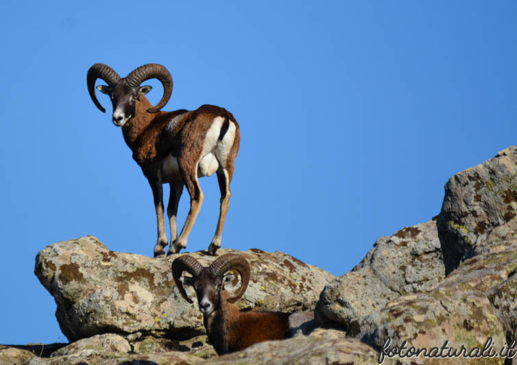 AmicoMario: IL MUFLONE: VERA ICONA DELLA SARDEGNA, COME I NURAGHI. LO ...