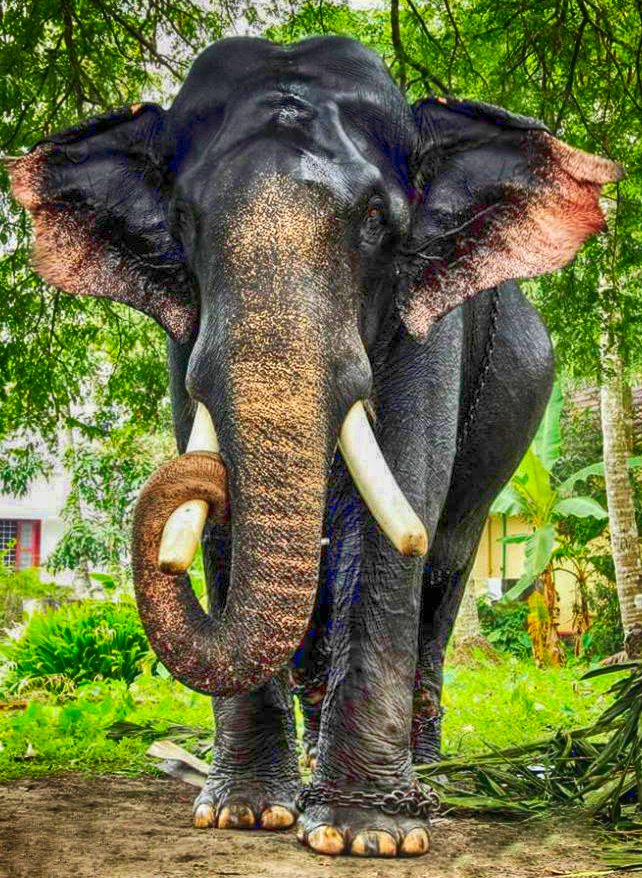 Pambady Rajan HD photos - Kerala elephant Pambady Rajan hd images