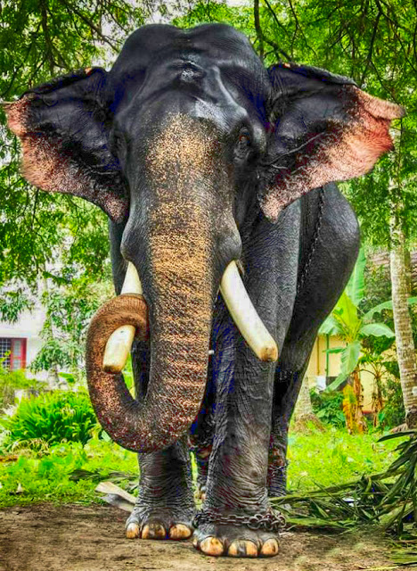 Pambady Rajan HD photos - Kerala elephant Pambady Rajan hd images
