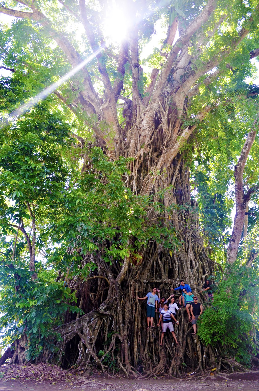 H E L L O ♥ K I M M Y : Millennium Tree - Old Balete Tree Of Aurora