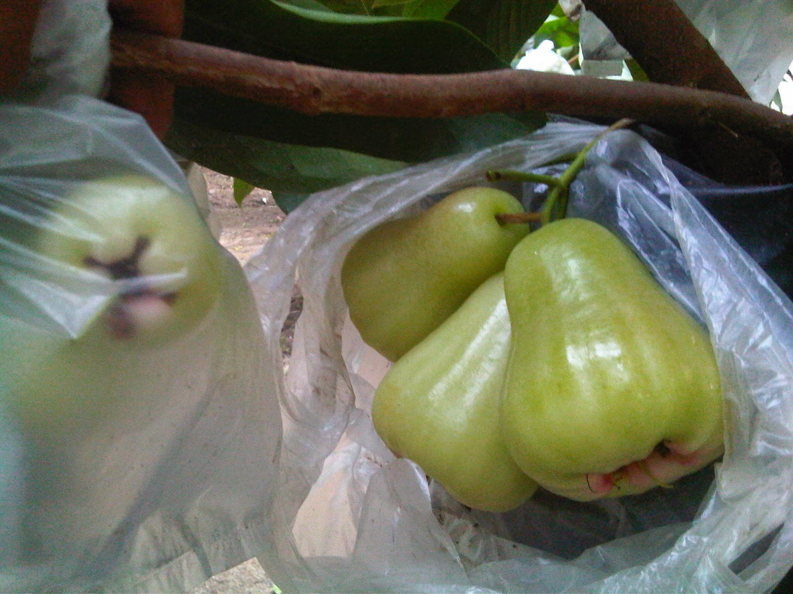 29+ Terbaru Bunga Jambu Air, Gambar Bunga