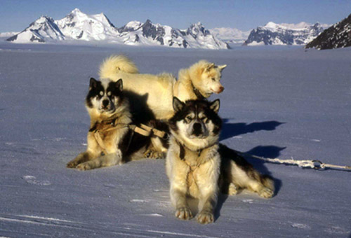Mannai Anuhari: Antartica Dog Image's