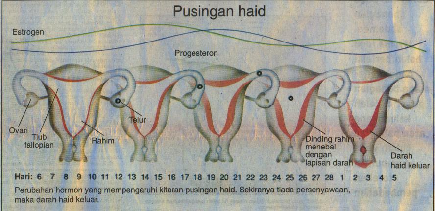 KETAHUI KITARAN HAID DAN WAKTU SUBUR ANDA | Kotak Vitamin Saya