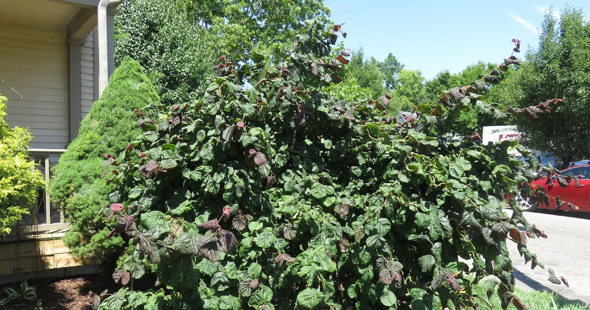 What grows there?: Red Dragon™ Contorted Filbert