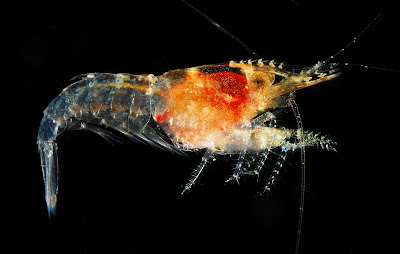 Variety of Life: Caridea