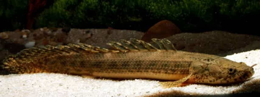 13 Jenis Ikan Palmas Paling Populer di Indonesia dan Cara Merawatnya