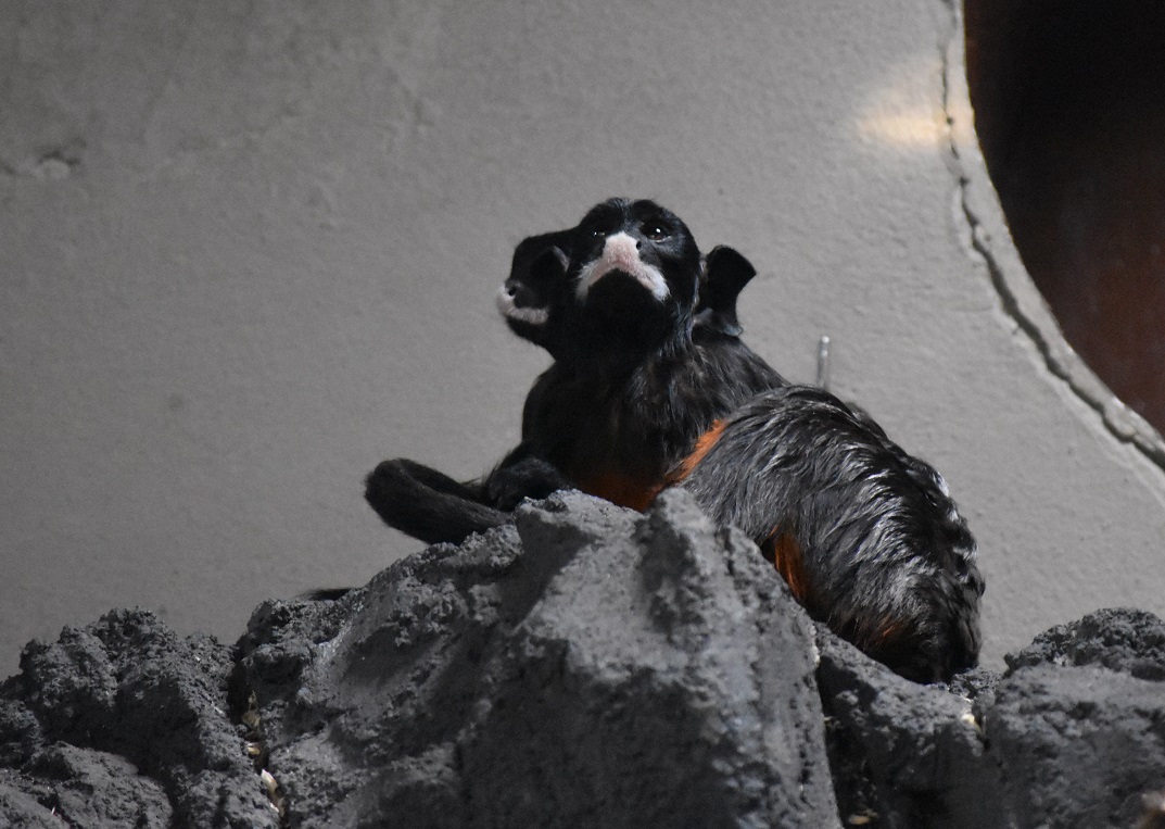 ZOOTOGRAFIANDO (6.100 ANIMALS): TAMARINO LABIADO / WHITE-LIPPED TAMARIN ...
