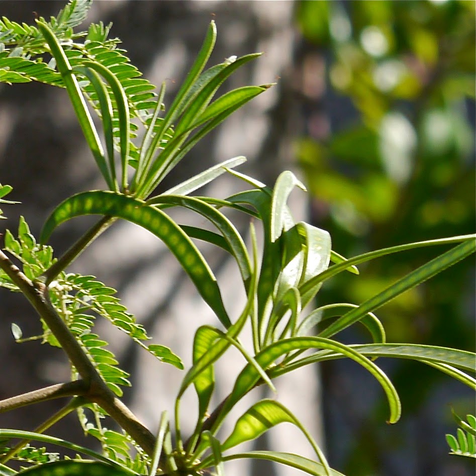 The World According to Mochi: Haole Koa