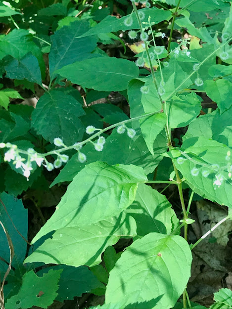 Native Wildflowers of Wisconsin: Enchanter's Nightshade (Circaea lutetiana)