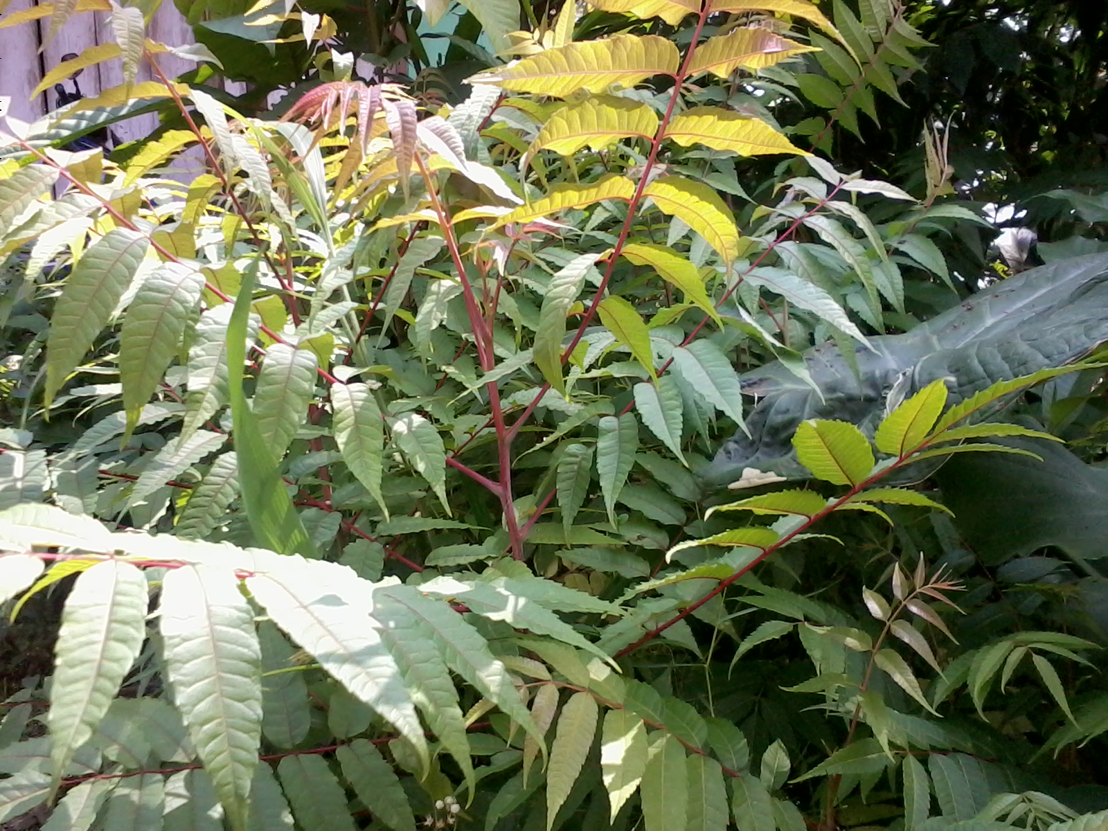 RAHIM SANJAYA MEMAYU HAYUNING BAWONO: POHON SUREN