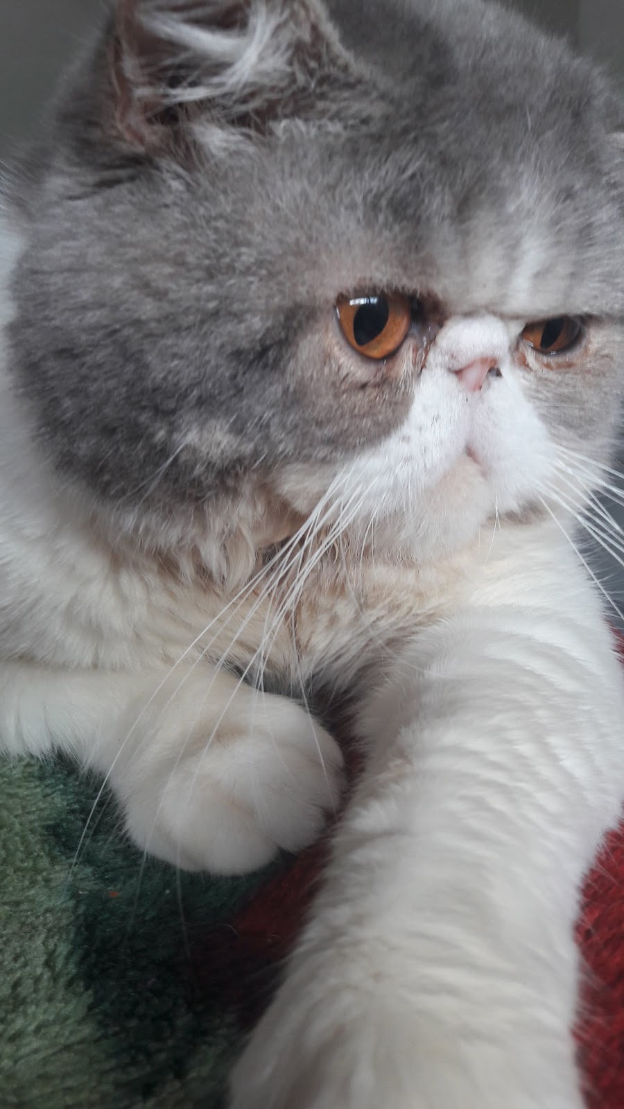 Luxen: un persa exótico : Características del persa exótico