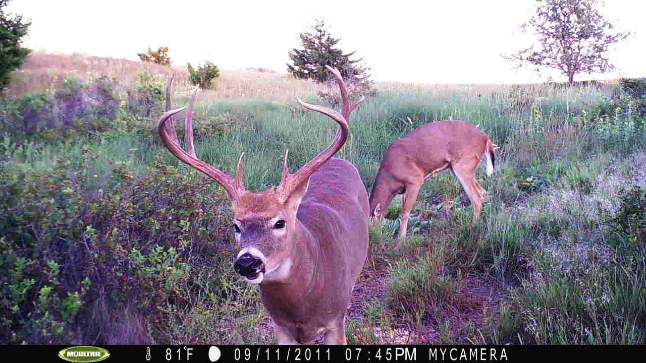 ANIMALS GONE WILD!: 2011