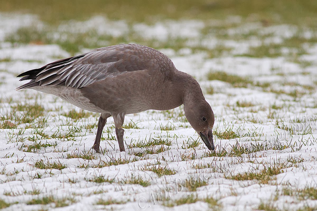Ann Brokelman Photography: Snow Goose - juvenile blue morph Dec 1, 2013