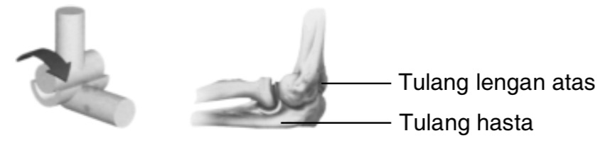 Gambarlah sendi yang terdapat antara tulang telapak tangan dan tulang ...