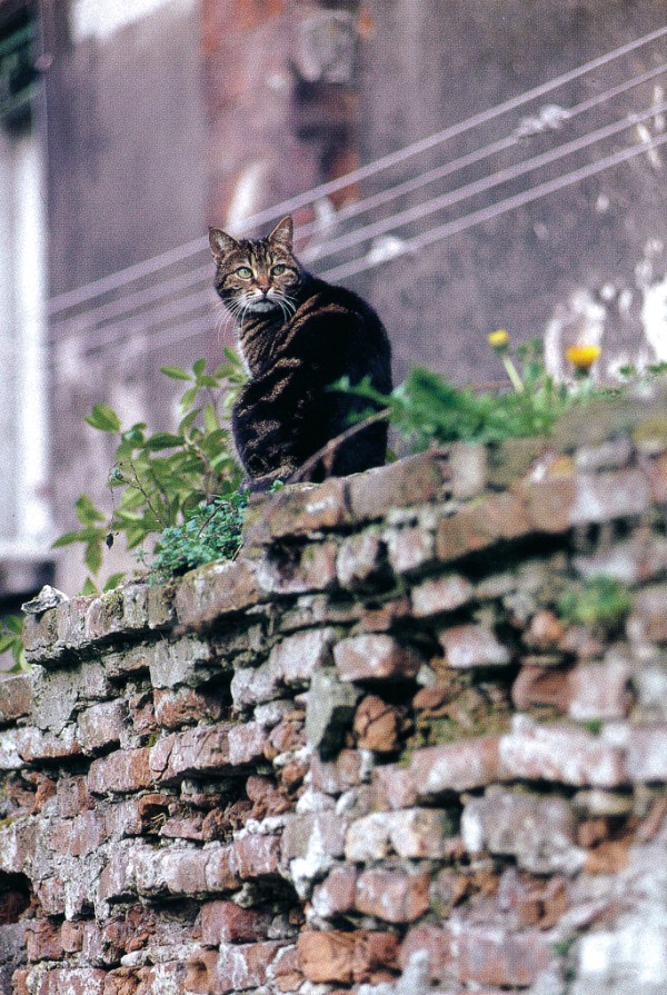 Traveling Cats - Travel Pictures of Cats