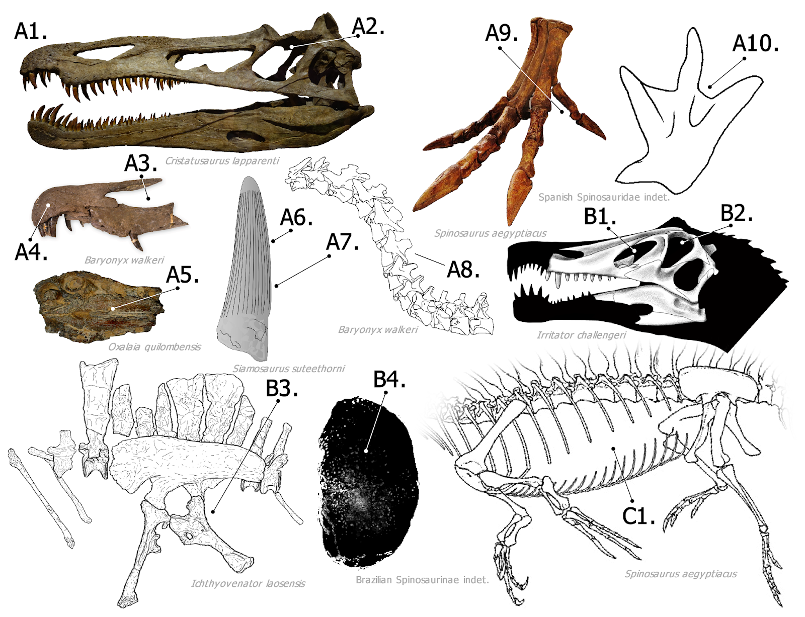 PaleoGeek by Alexander Vieira