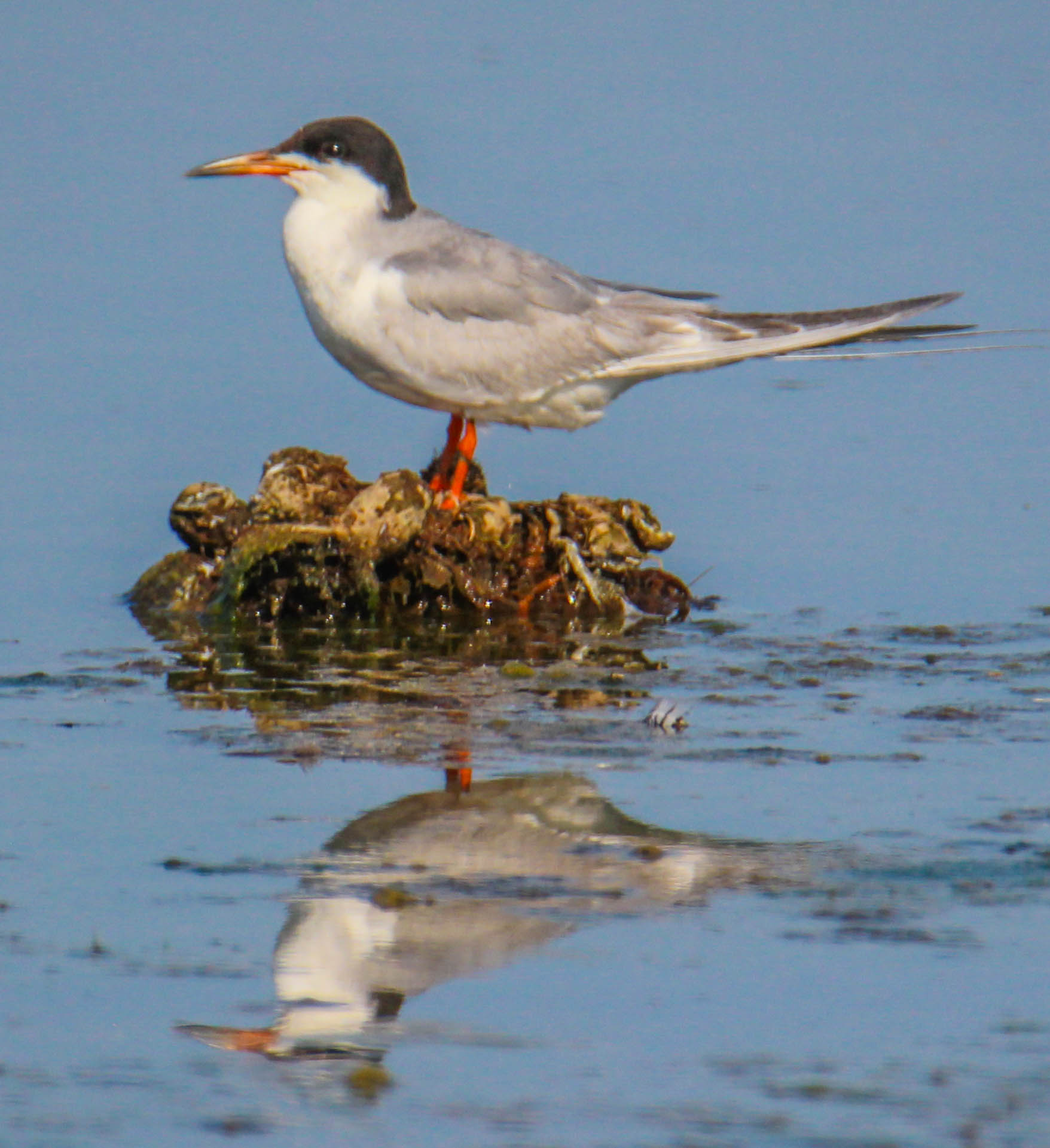 Cannundrums: Forster's Tern