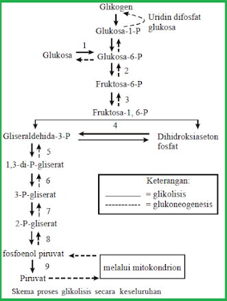 MATERI DAN LKPD BAB METABOLISME