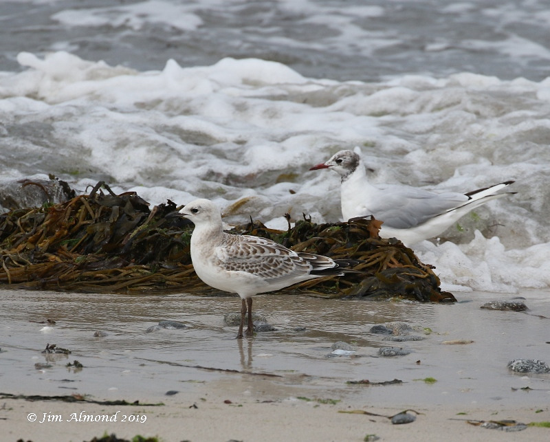 Shropshire Birder: Porthloo - juv Med Gull