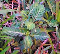 Farmakognosi: Nama Simplisia Herba