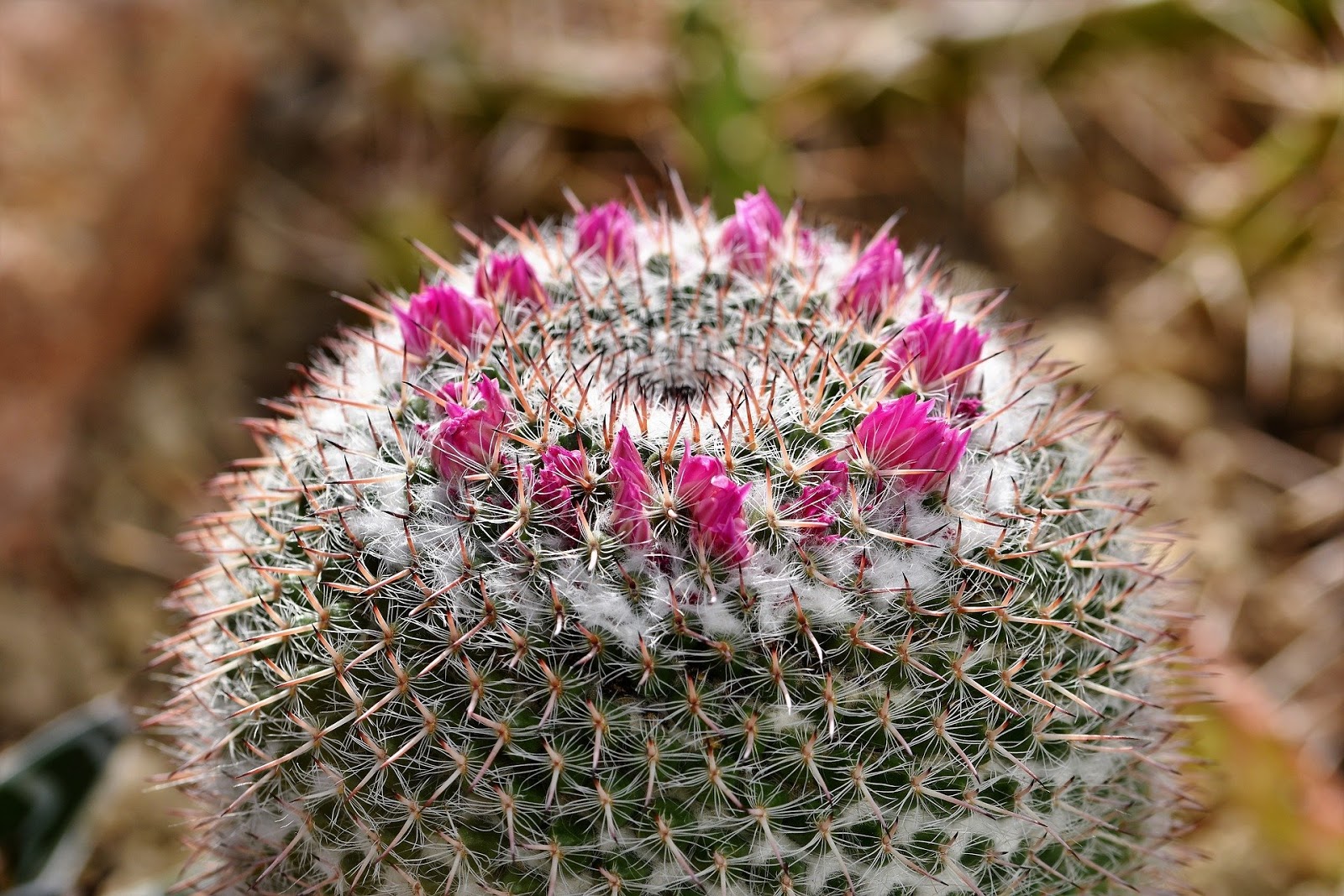 ¿Qué son los Cactus?