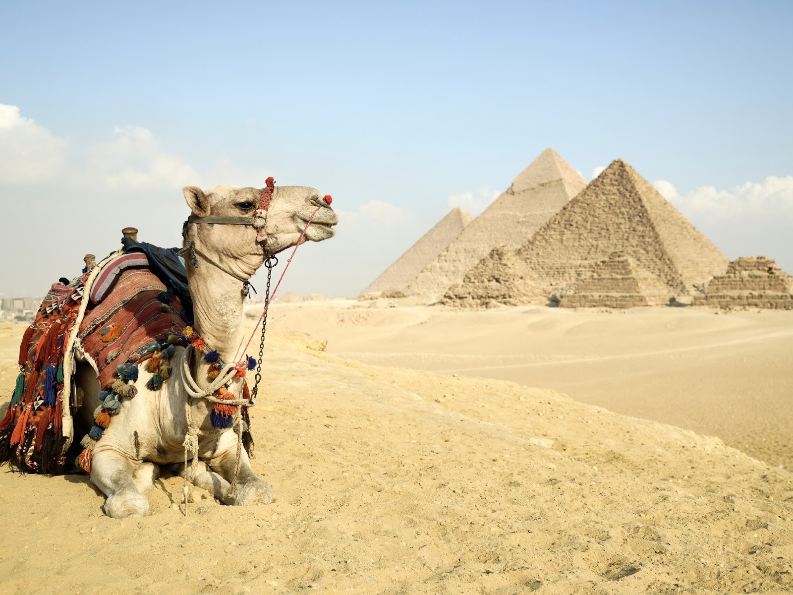 FOSSIL HUNTRESS: NUMMULITES OF THE PYRAMIDS