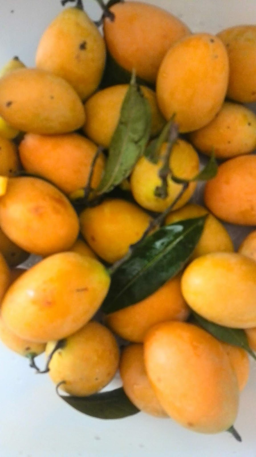 namakucella: BUAH KUNDANG SIAM vs BUAH GEMIA KAMPUNG