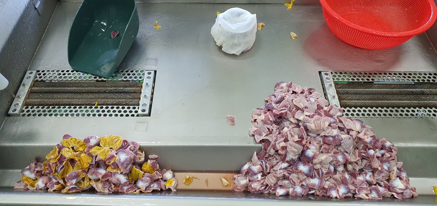 (주) 일신에프엠: 근위 자동화 라인 (Gizzard Processing)